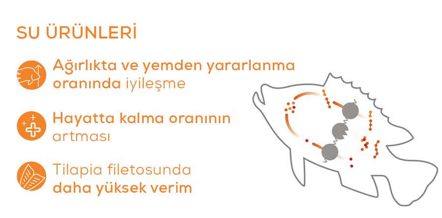 Tavuk protein hidrolizatları: Hayvan beslemesi için bir alternatif ...